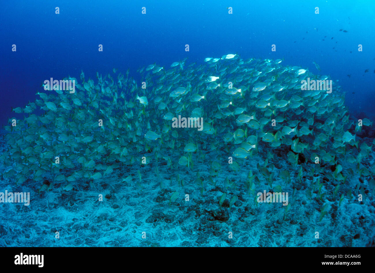 Bastard Grunt (Pomadasys incisus). Canary Islands, Spain Stock Photo ...