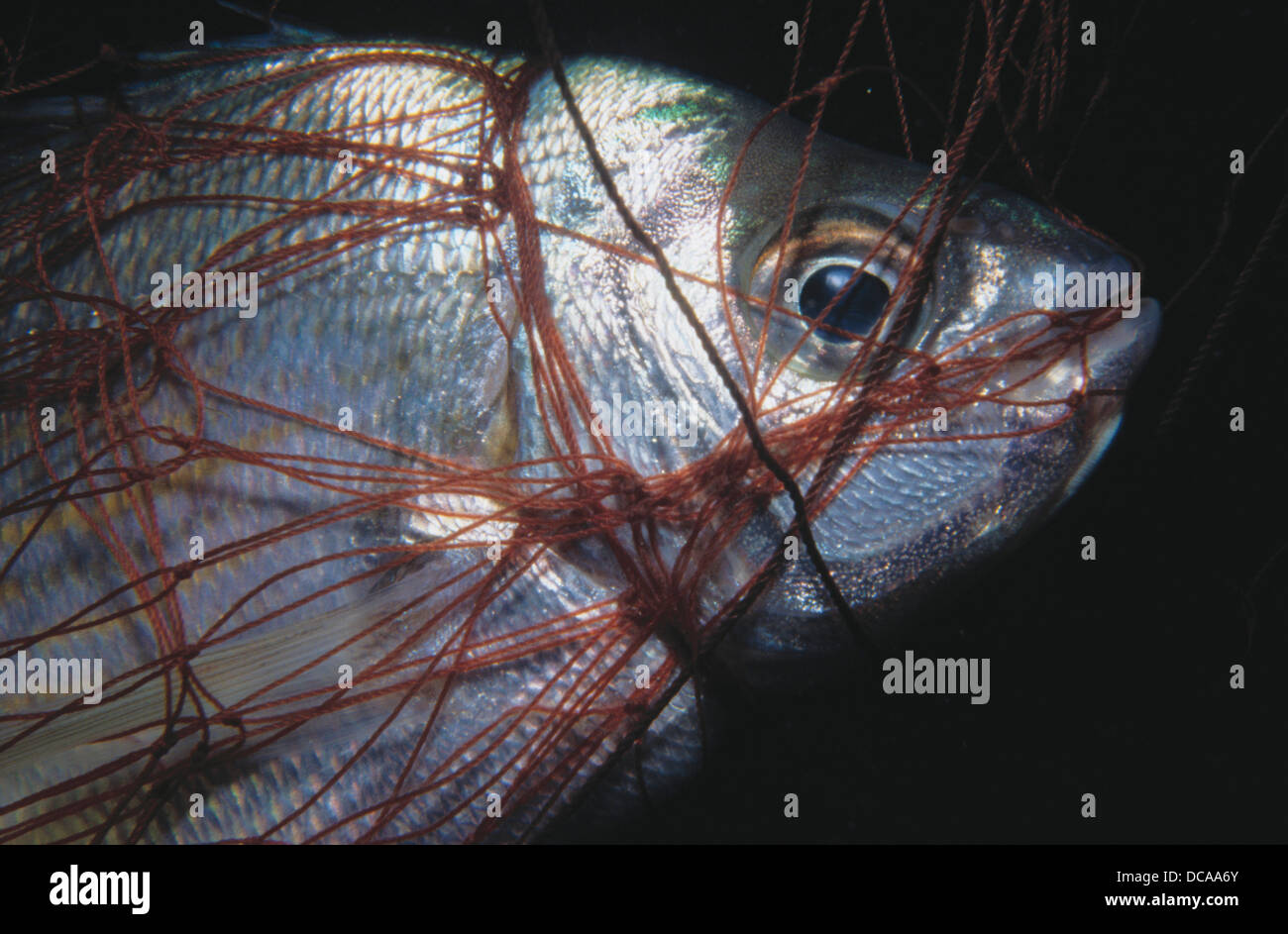 Fish (Sarpa salpa) in net Stock Photo - Alamy