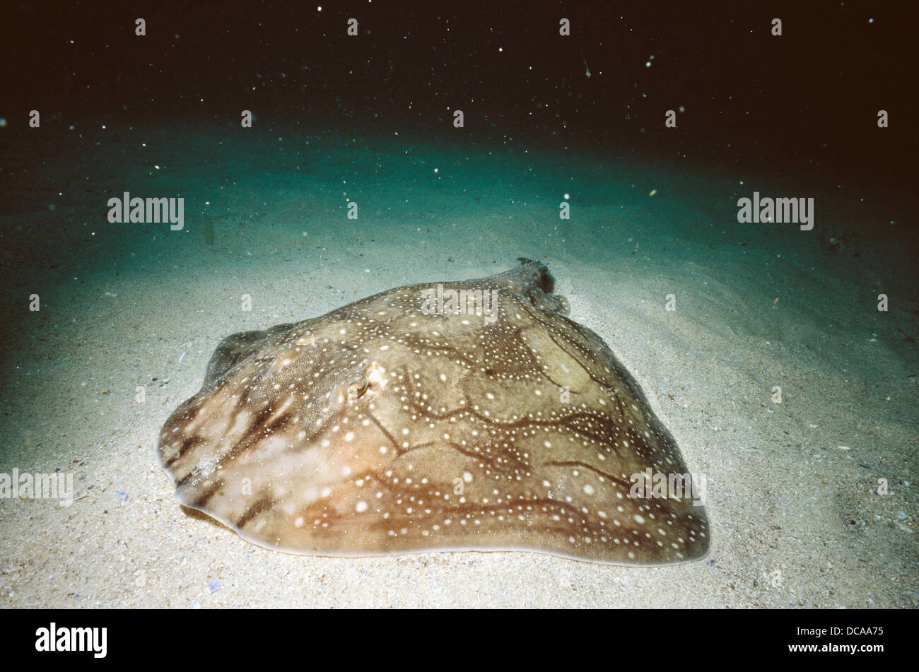 Raja undulata undulate ray hi-res stock photography and images - Alamy
