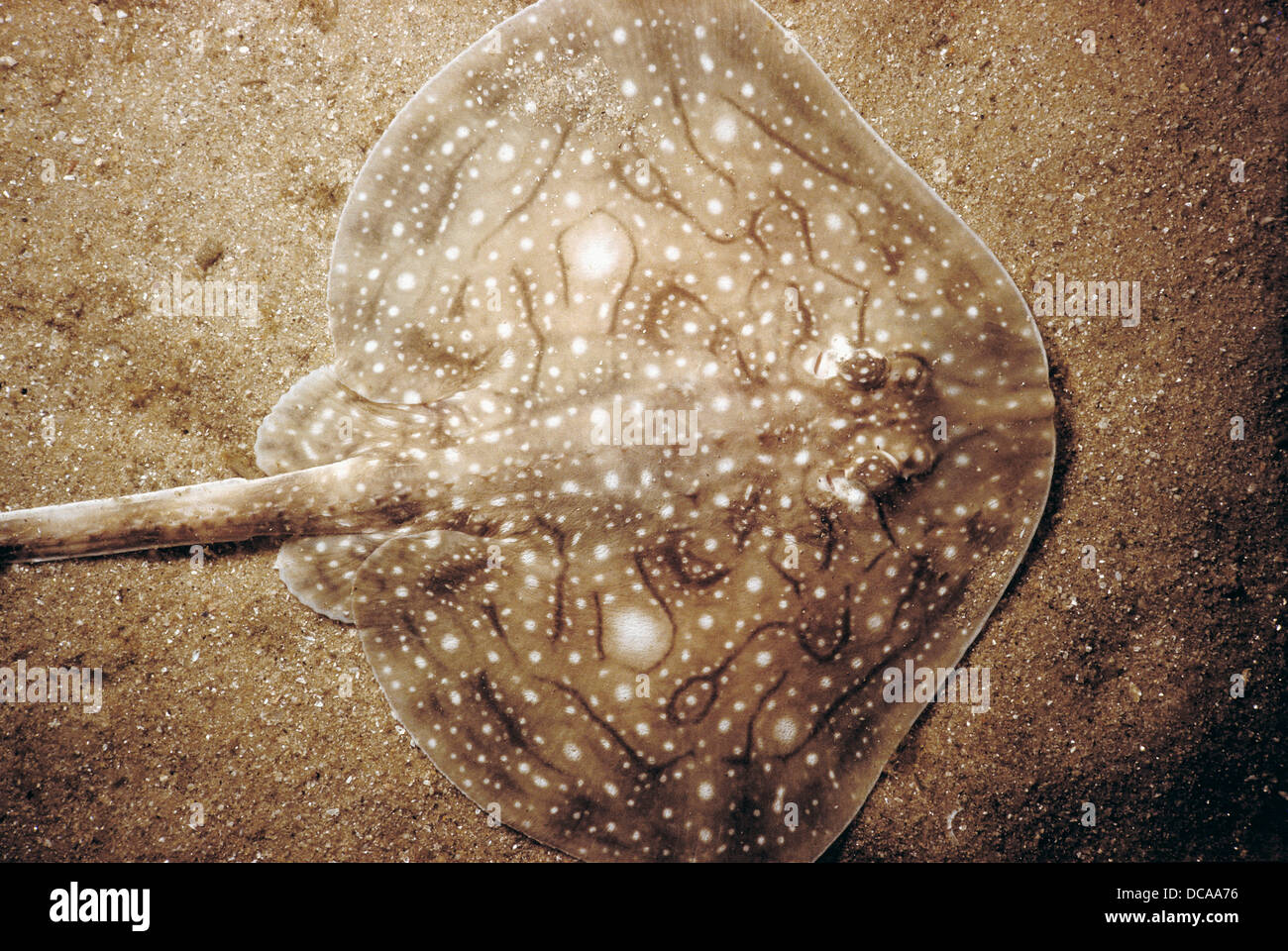 Undulate Ray (Raja undulata). Galicia, Spain Stock Photo, Royalty Free ...
