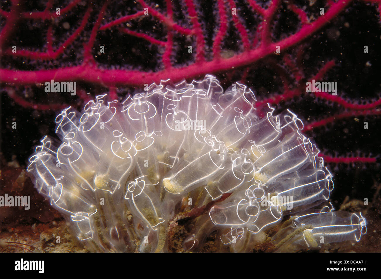 Tunicate bulb hi-res stock photography and images - Alamy