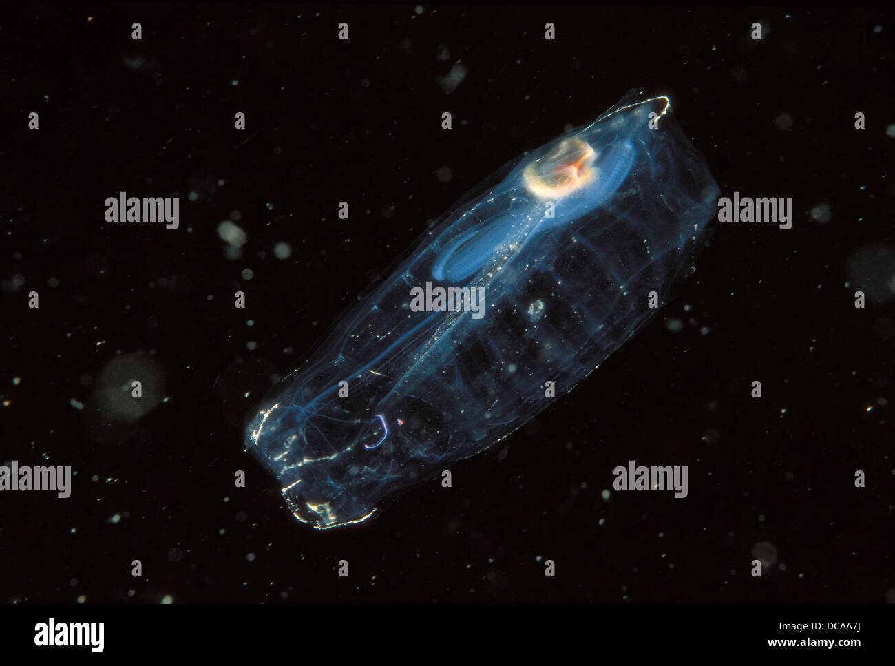 Salpidae Stock Photos & Salpidae Stock Images - Alamy