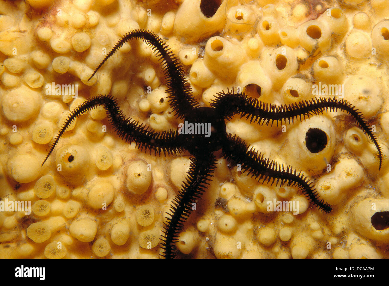 Black brittle star hi-res stock photography and images - Alamy