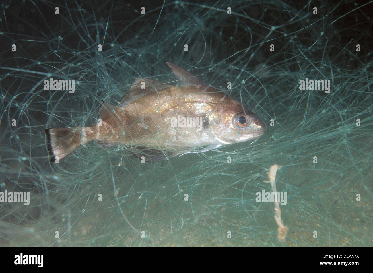 Our poor galicia hi-res stock photography and images - Alamy