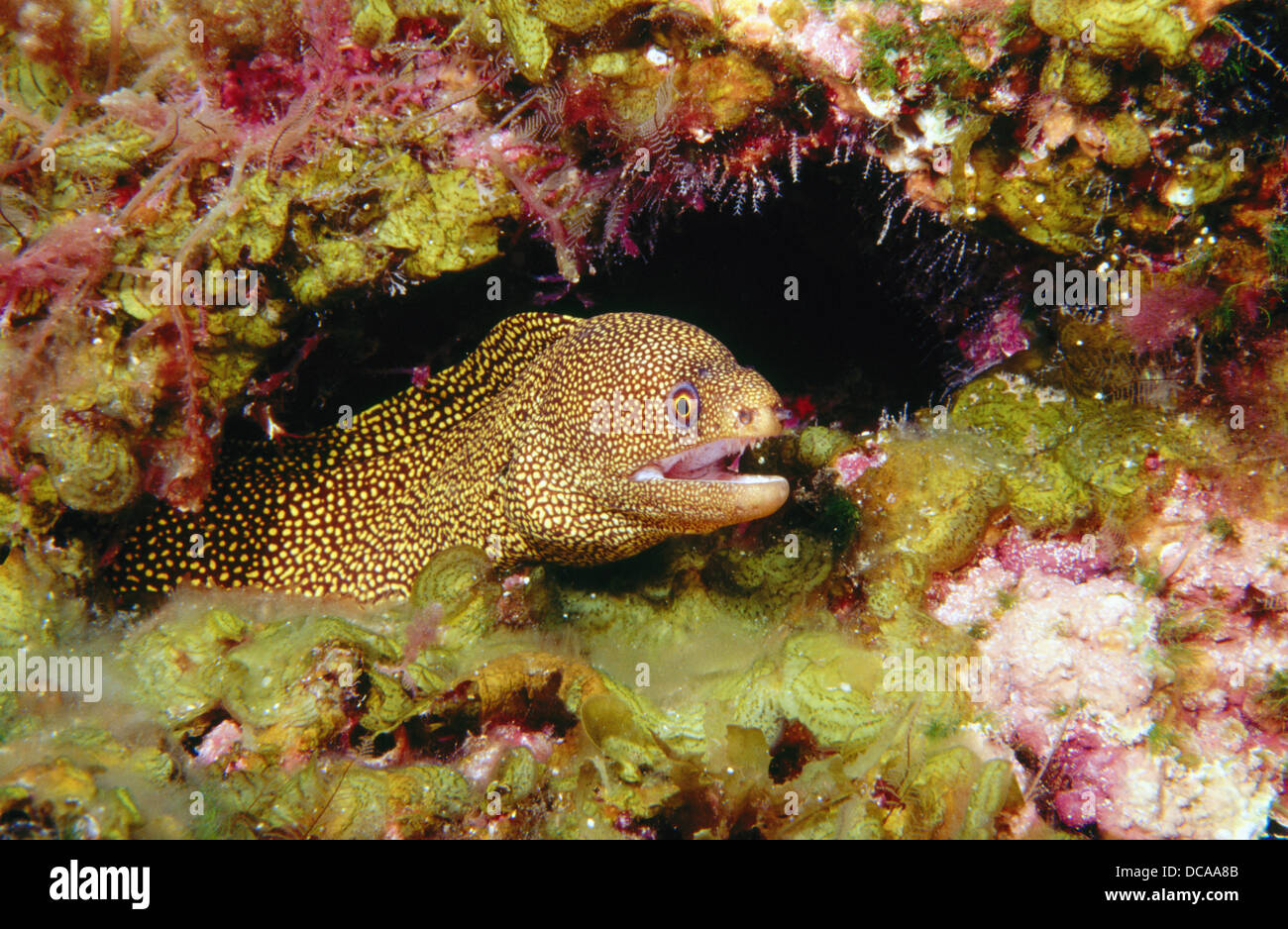 Goldentail Moray (Gymnothorax miliaris Stock Photo - Alamy