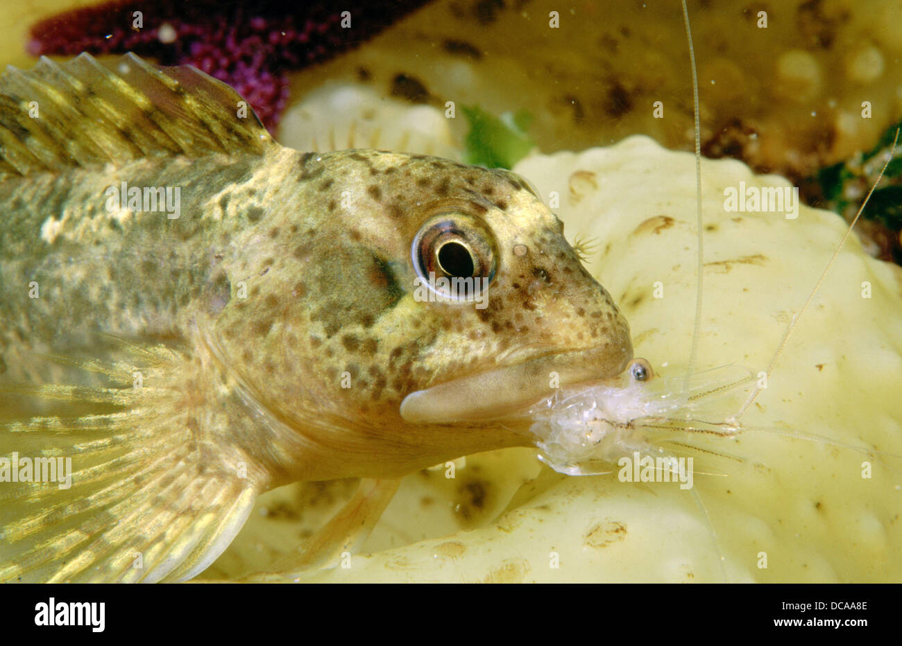 Shanny hi-res stock photography and images - Alamy