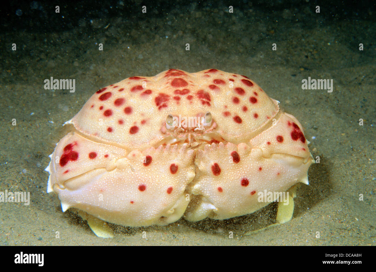 Granulata hi-res stock photography and images - Alamy