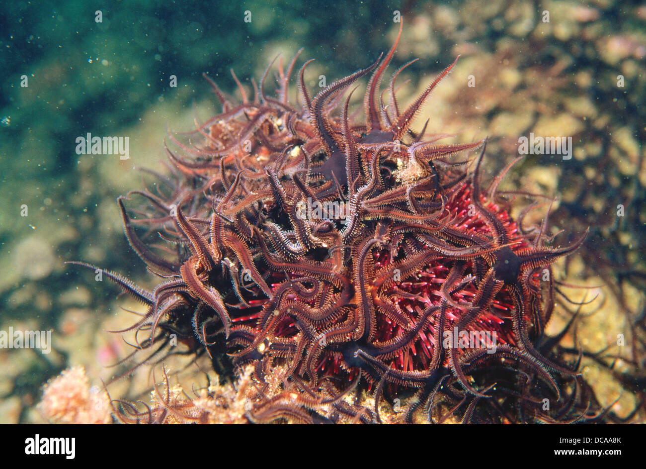 Black brittle star ophiocomina nigra hi-res stock photography and ...