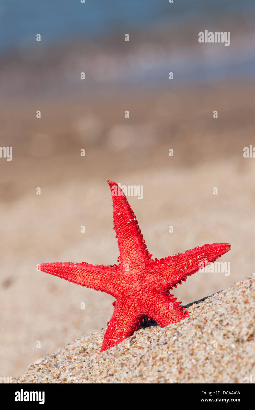 Red star fish hi-res stock photography and images - Alamy