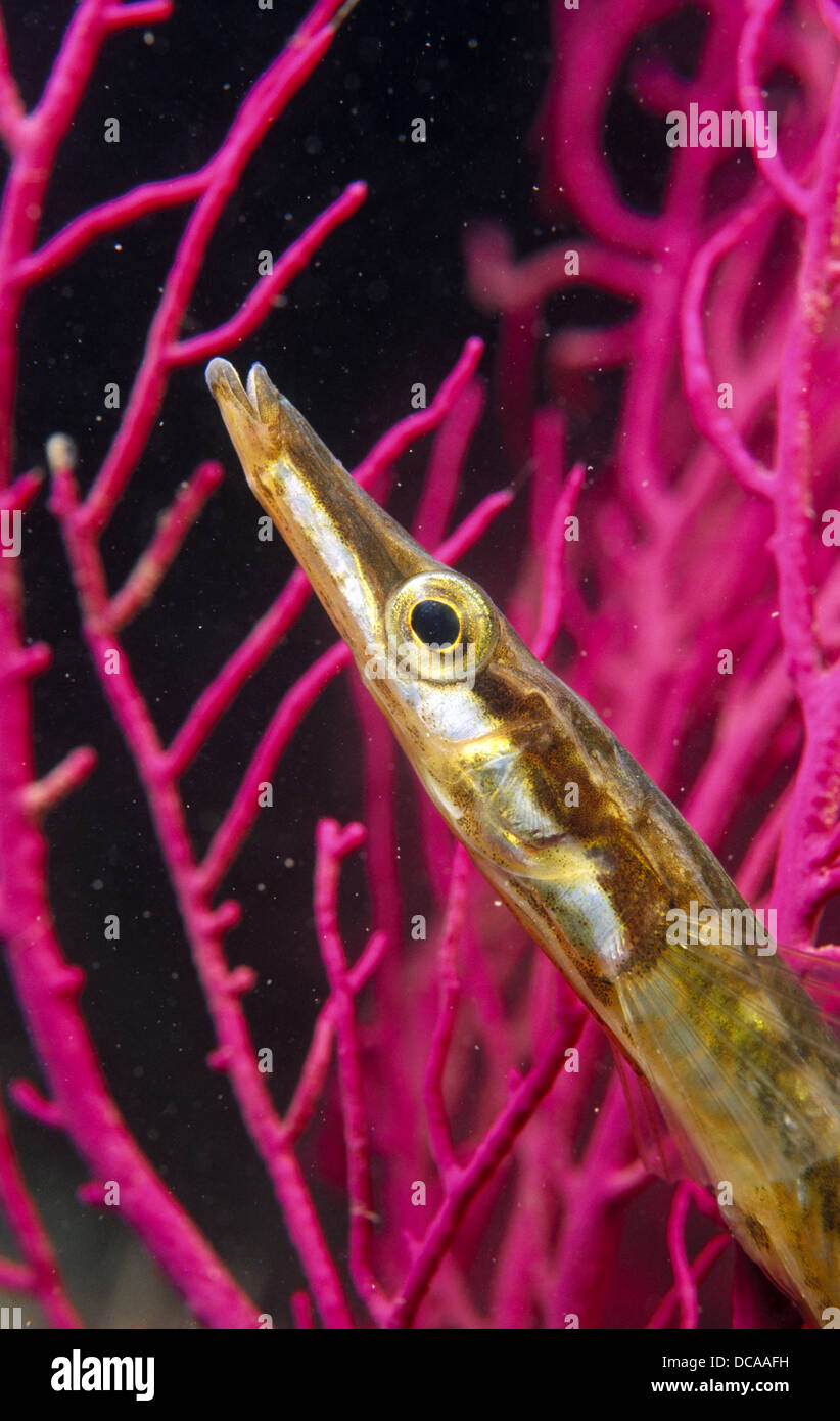 Spinachia Spinachia Stock Photos & Spinachia Spinachia Stock Images - Alamy