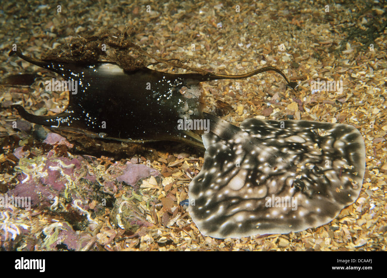 Undulate Ray (Raja undulata) hatching Stock Photo - Alamy