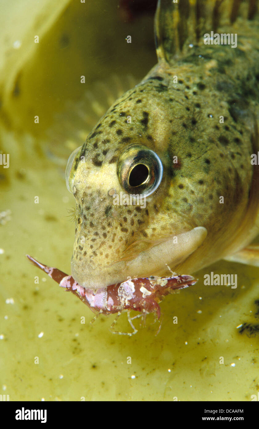 Blenny (Lipophrys pholis) devouring shrimp (Hippolyte varians Stock ...
