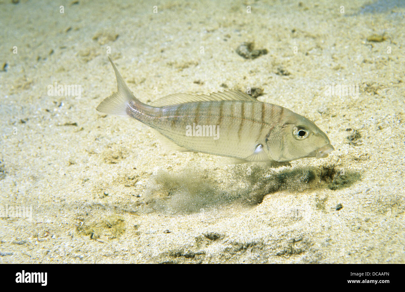 Sand steenbras lithognathus mormyrus hi-res stock photography and ...