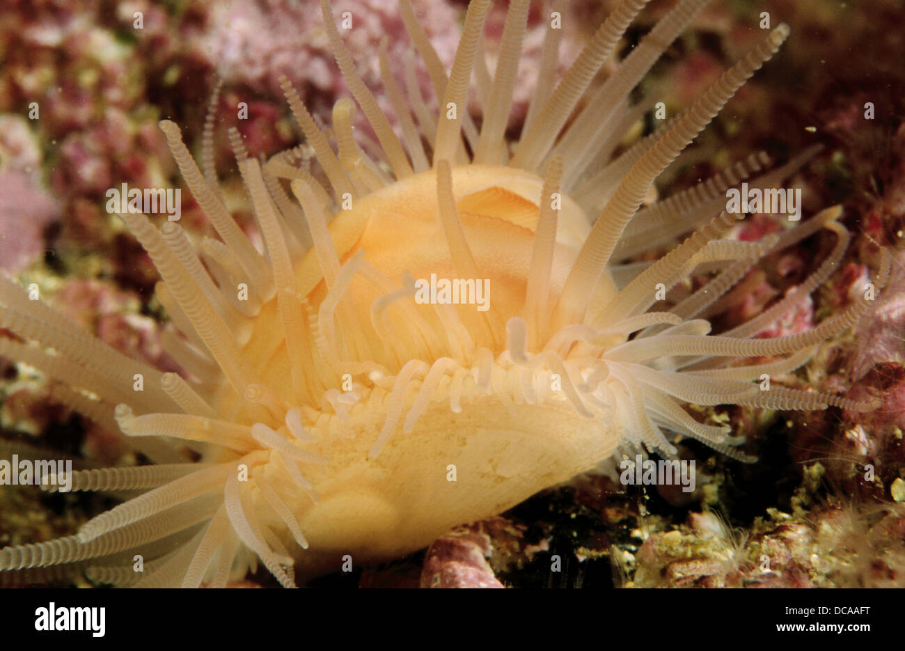 Limaria hians hi-res stock photography and images - Alamy