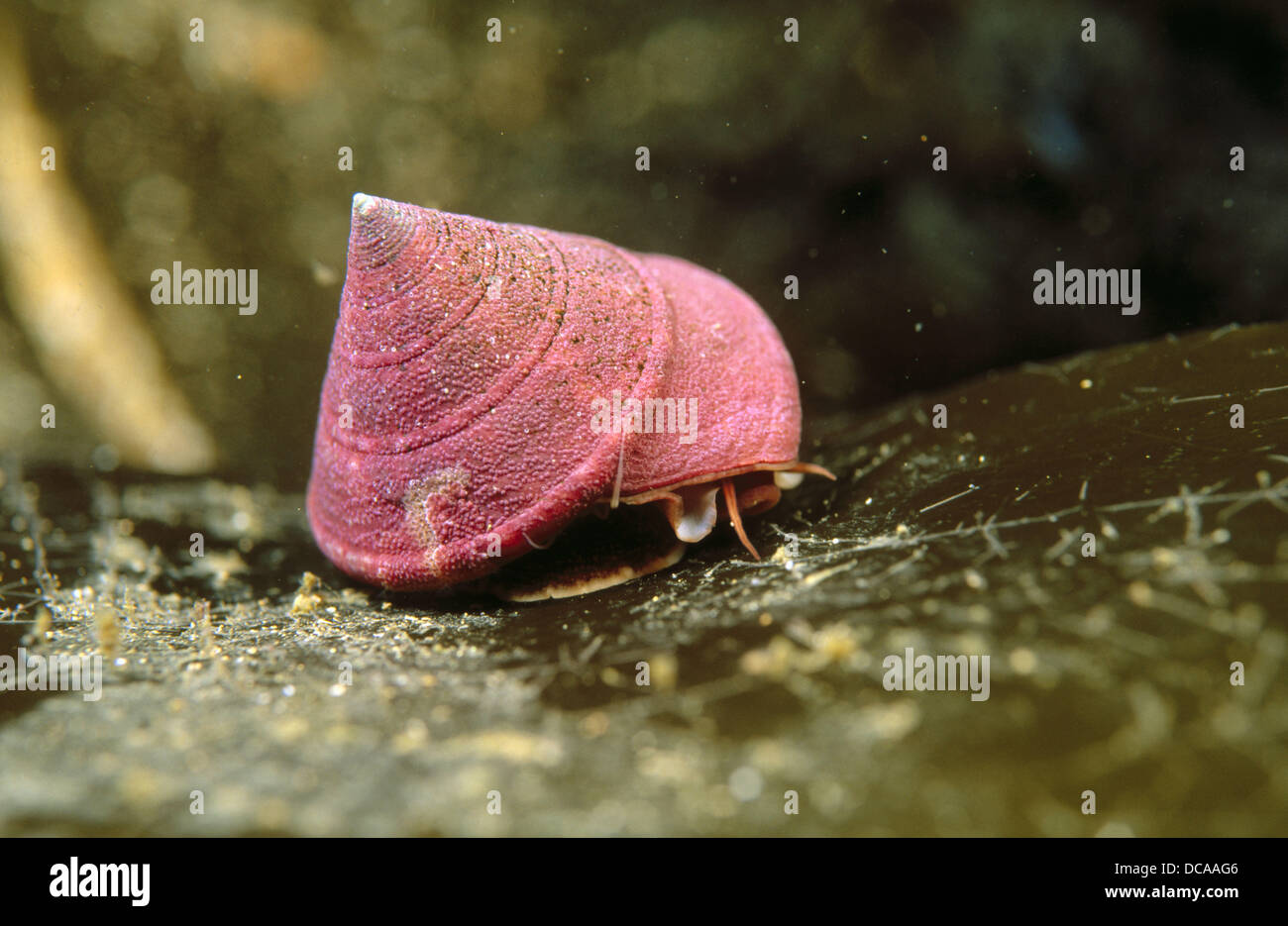 Calliostoma hi-res stock photography and images - Alamy