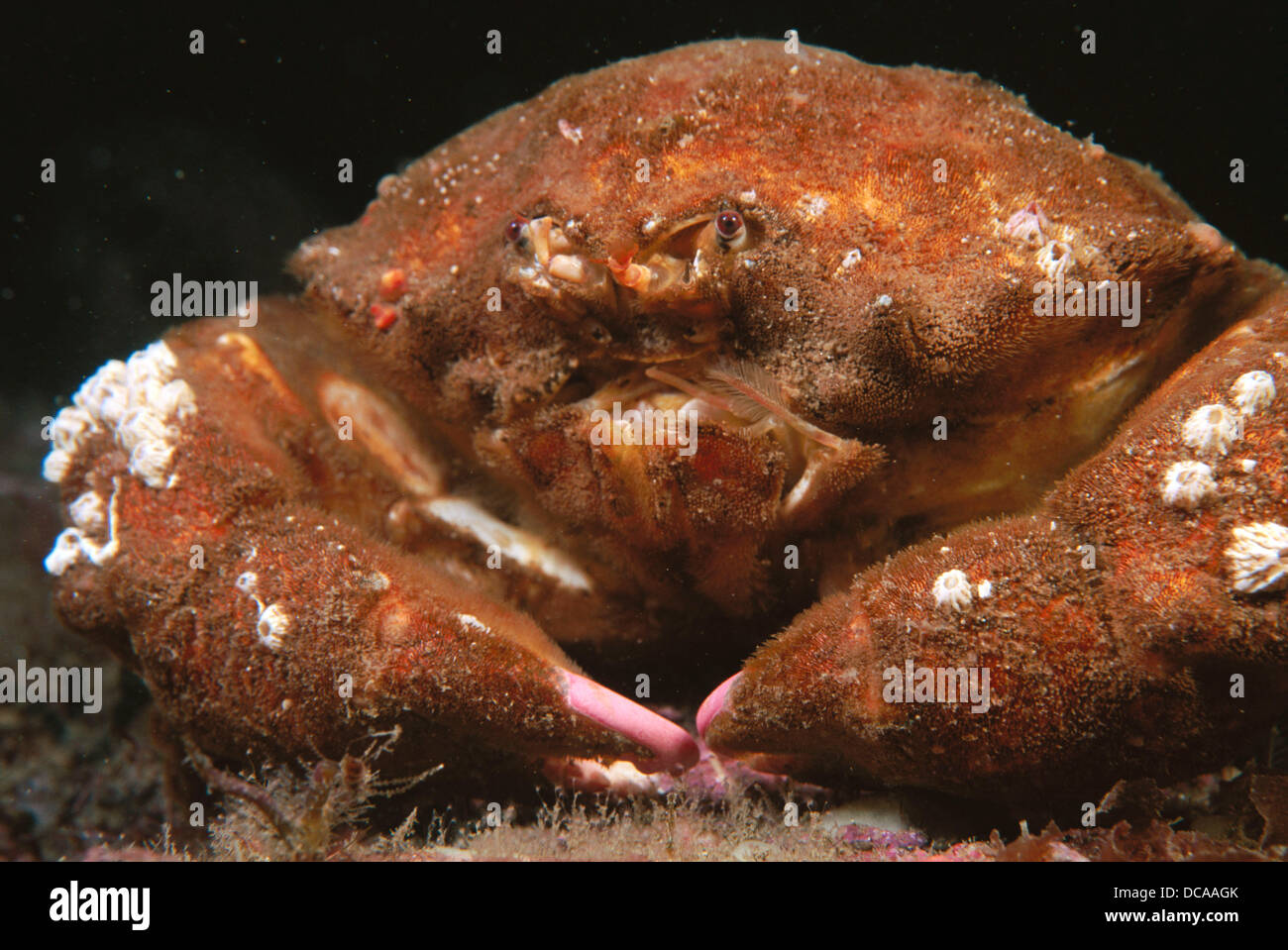 Sponge crab dromia personata hi-res stock photography and images - Alamy