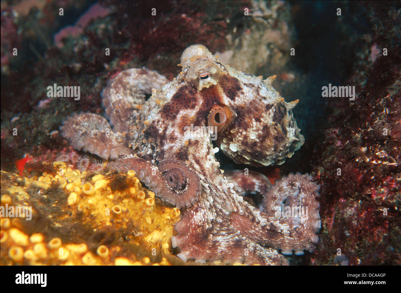 Common Octopus (Octopus vulgaris). Galicia, Spain Stock Photo - Alamy