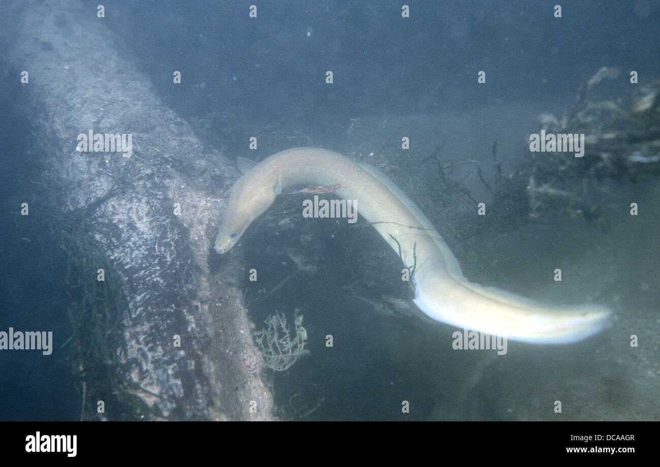 Common eel hi-res stock photography and images - Alamy