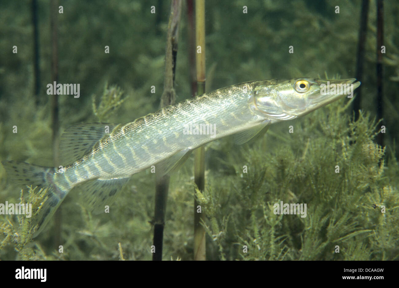Marine life fish pike hi-res stock photography and images - Alamy
