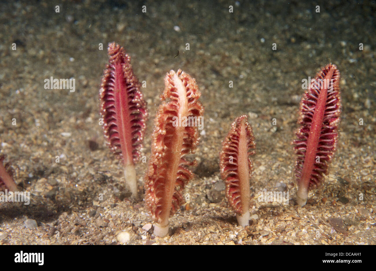 Pennatula phosphorea hi-res stock photography and images - Alamy