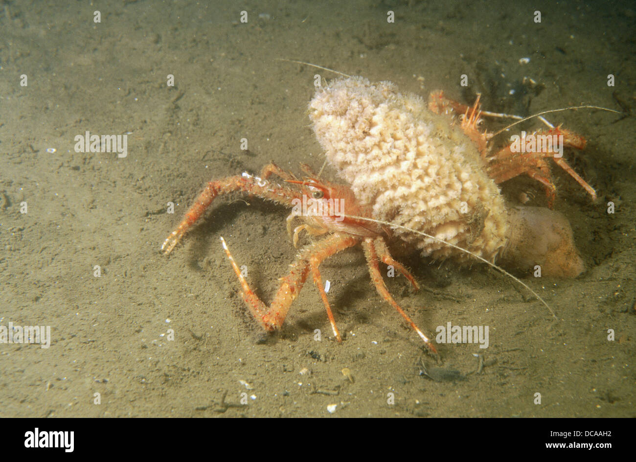 Munida Rugosa High Resolution Stock Photography and Images - Alamy