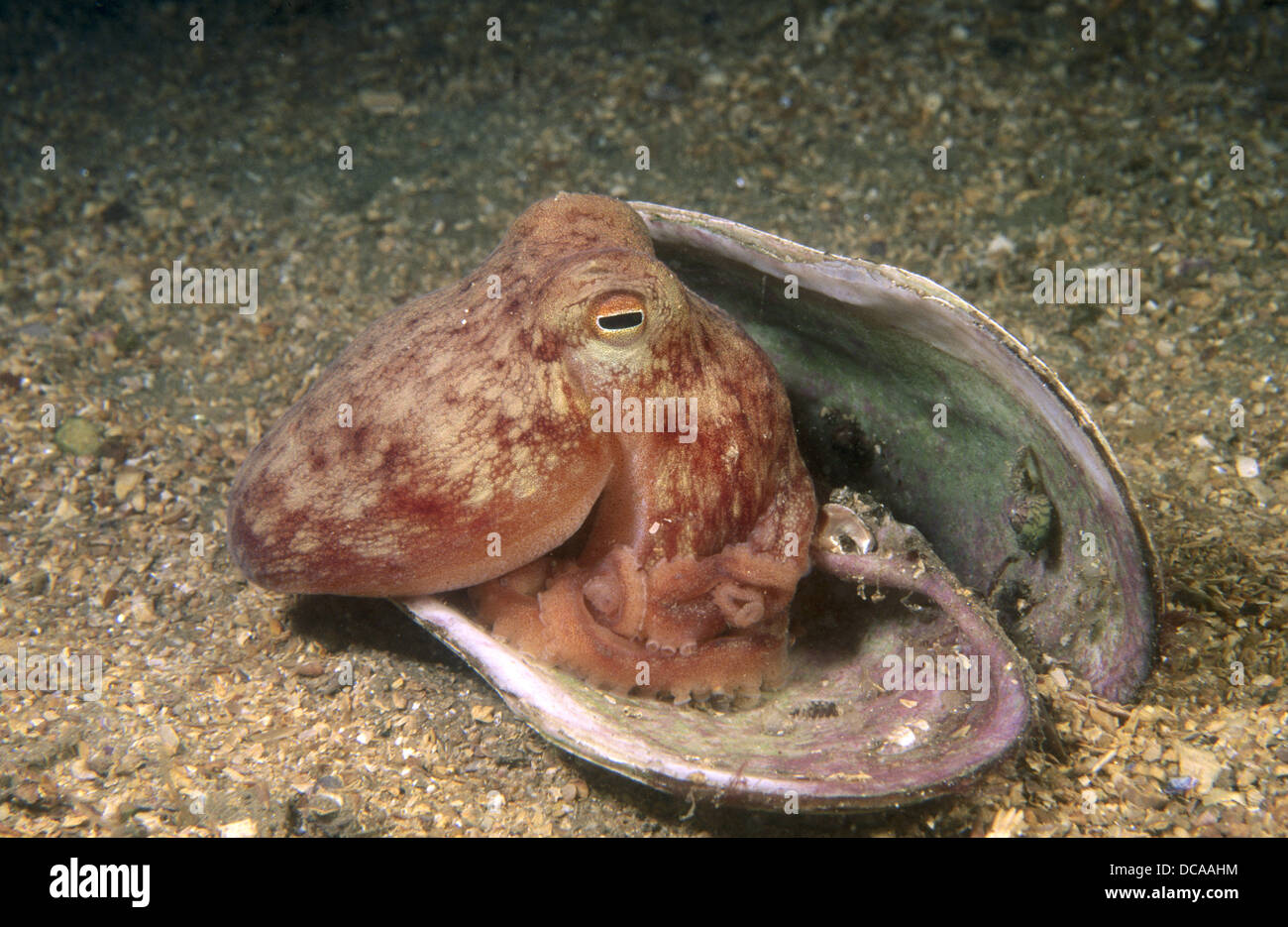 Horned Octopus Stock Photos & Horned Octopus Stock Images - Alamy