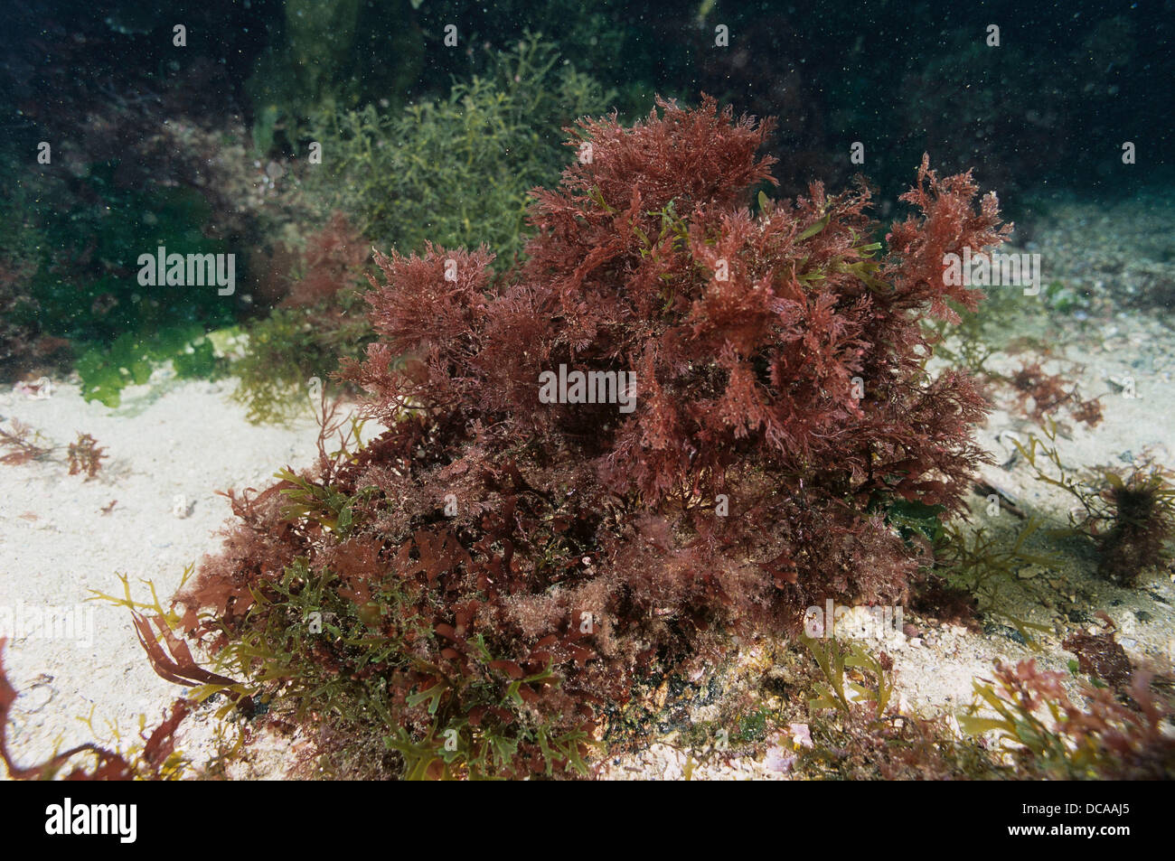 Eastern Atlantic. Galicia. Spain. Cockscomb, red seaweed (Plocamium ...