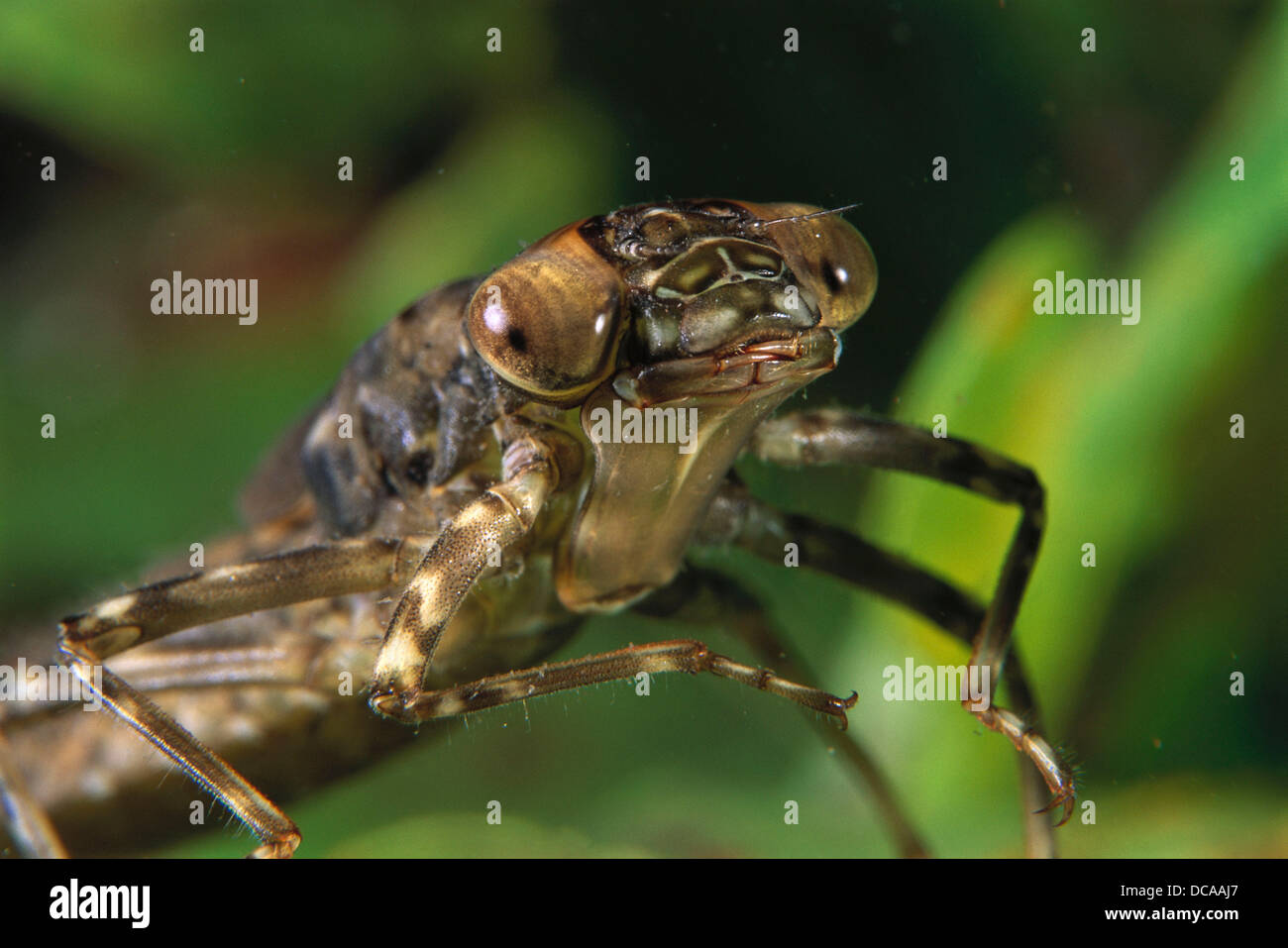 Dragonfly larvas hi-res stock photography and images - Alamy