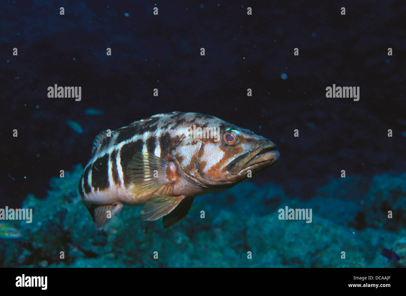 Selvagem Islands Stock Photos & Selvagem Islands Stock Images - Alamy