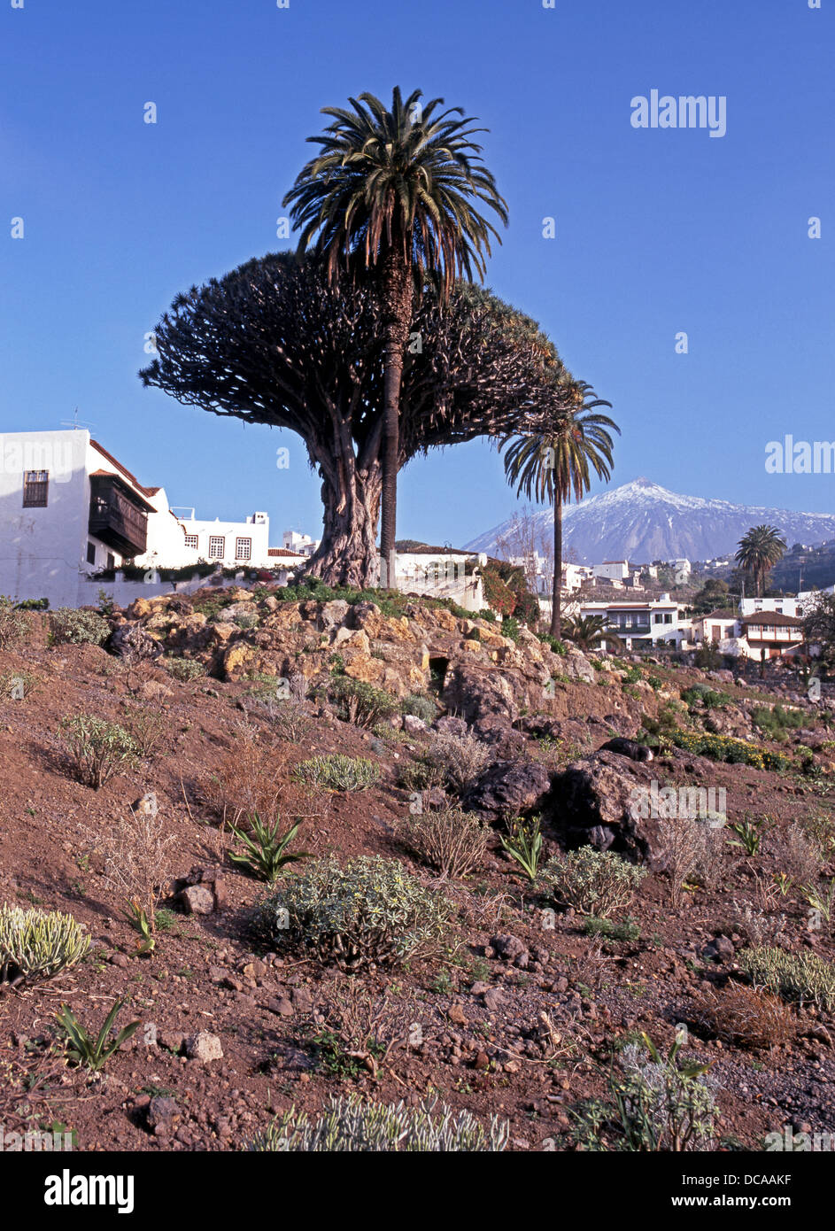Thousand year old dragon tree hi-res stock photography and images - Alamy