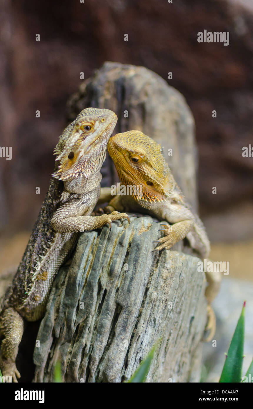 Sailfin Dragon High Resolution Stock Photography and Images - Alamy