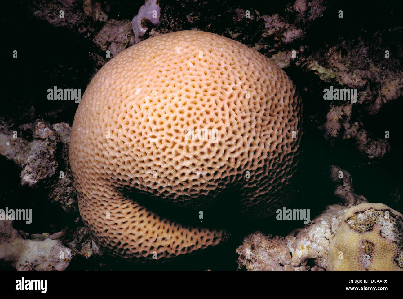 Porite hi-res stock photography and images - Alamy