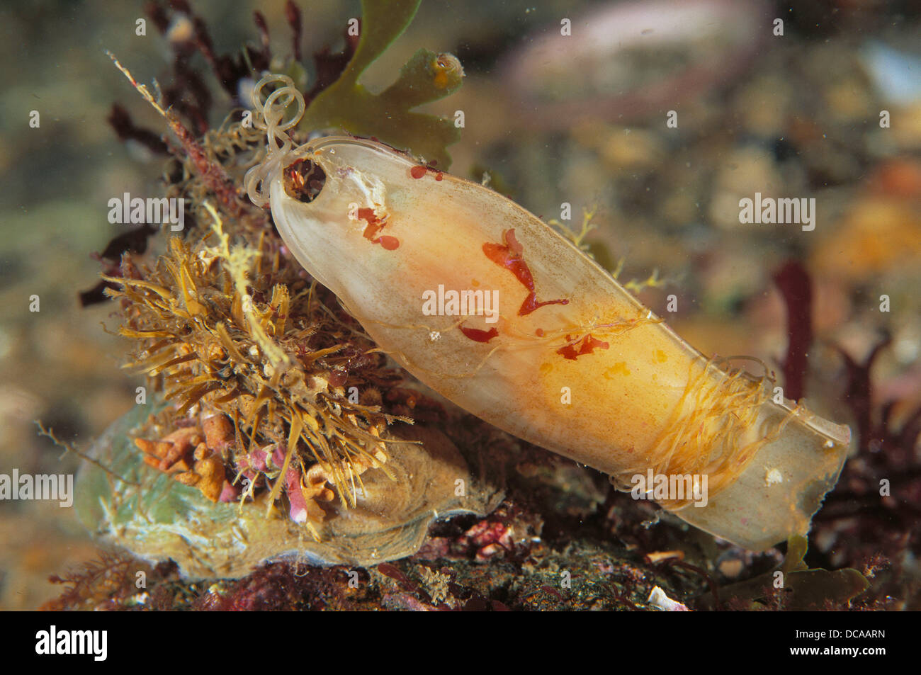 Embryo egg hi-res stock photography and images - Alamy
