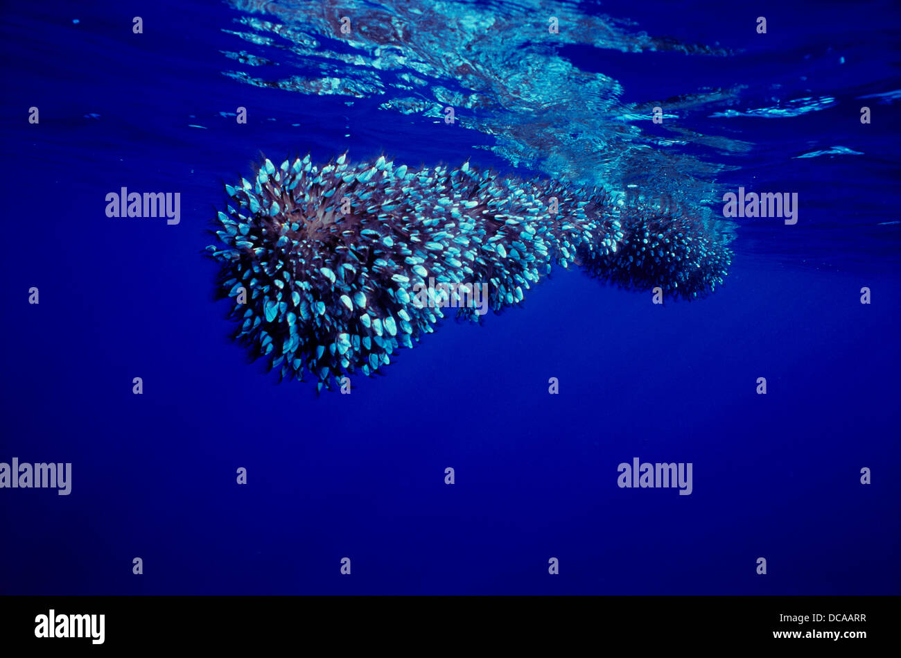 Goose barnacles underwater hi-res stock photography and images - Alamy