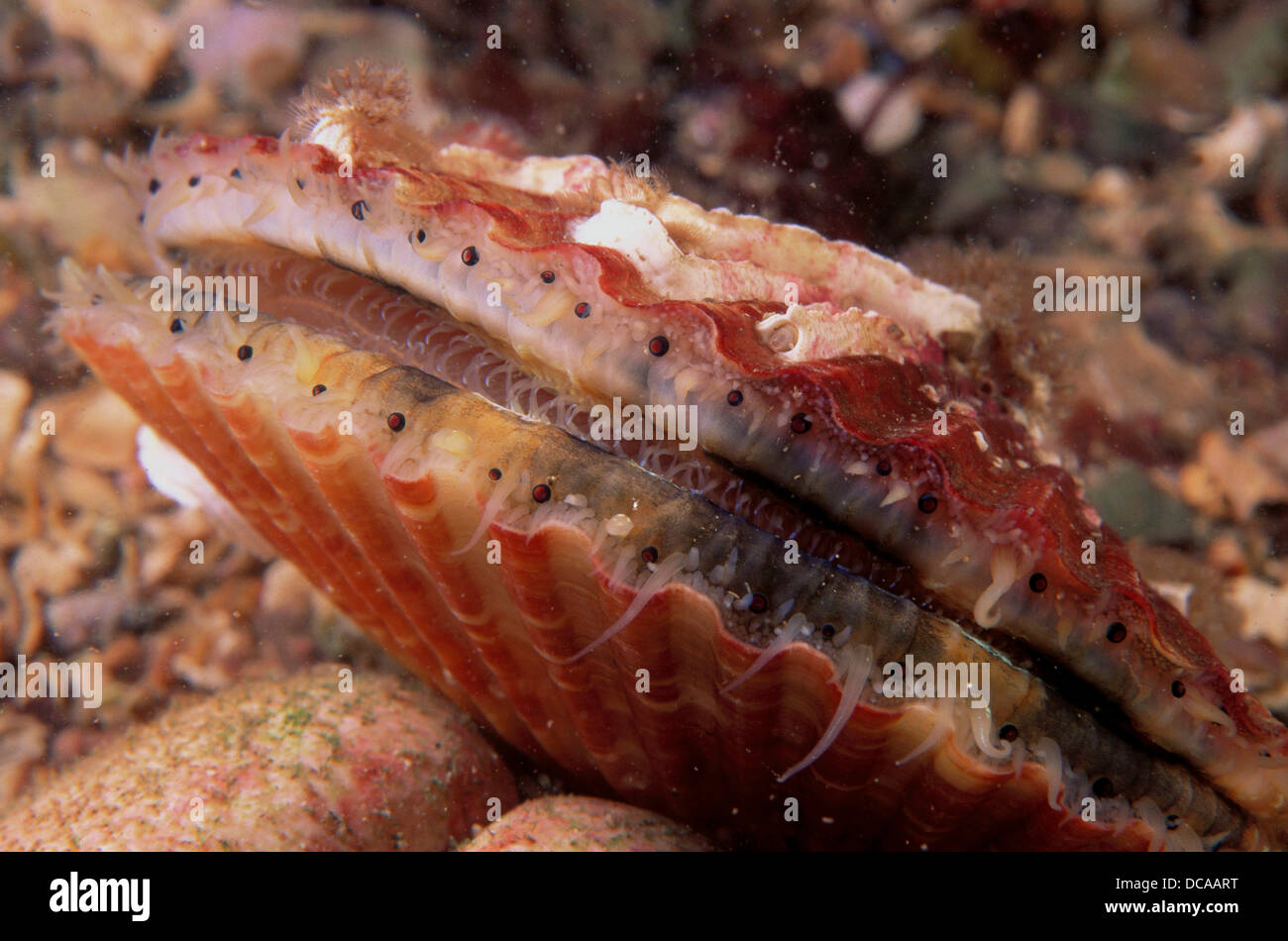 Scallop chlamys varia galicia hi-res stock photography and images - Alamy
