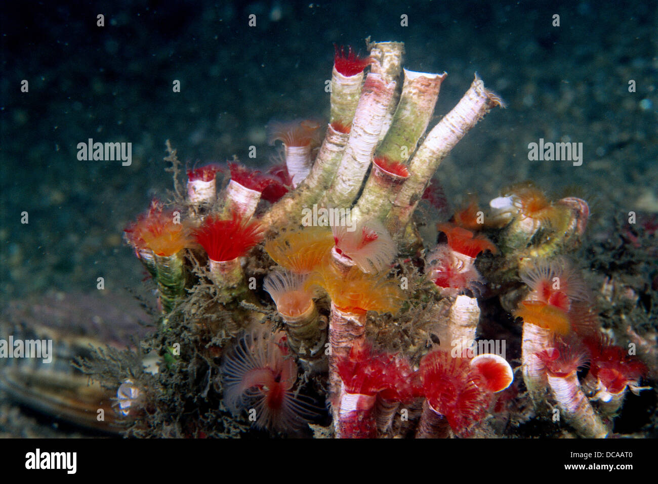 Red tube worm hi-res stock photography and images - Alamy