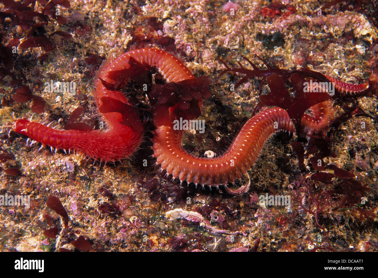Red Bristle Worms