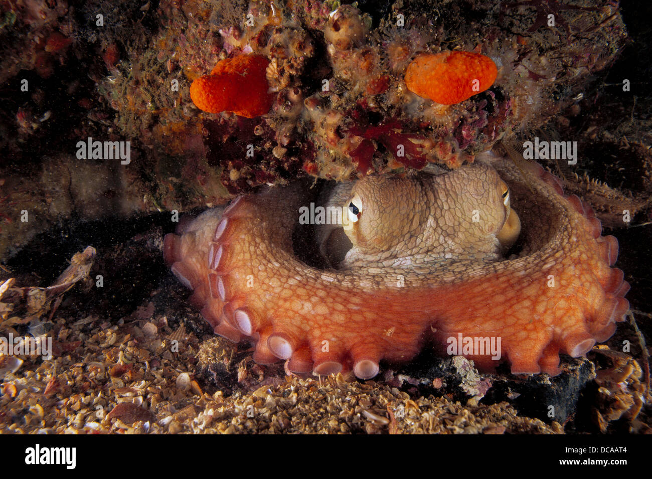 Octopus octopus vulgaris galicia hi-res stock photography and images ...