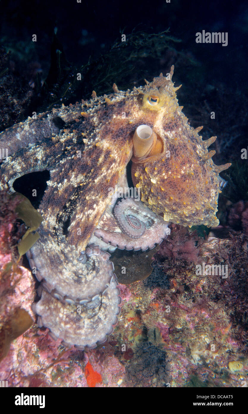 Octopus octopus vulgaris galicia hi-res stock photography and images ...