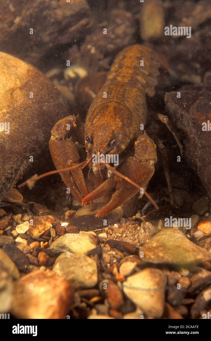 White clawed crayfish austropotamobius pallipes hi-res stock ...