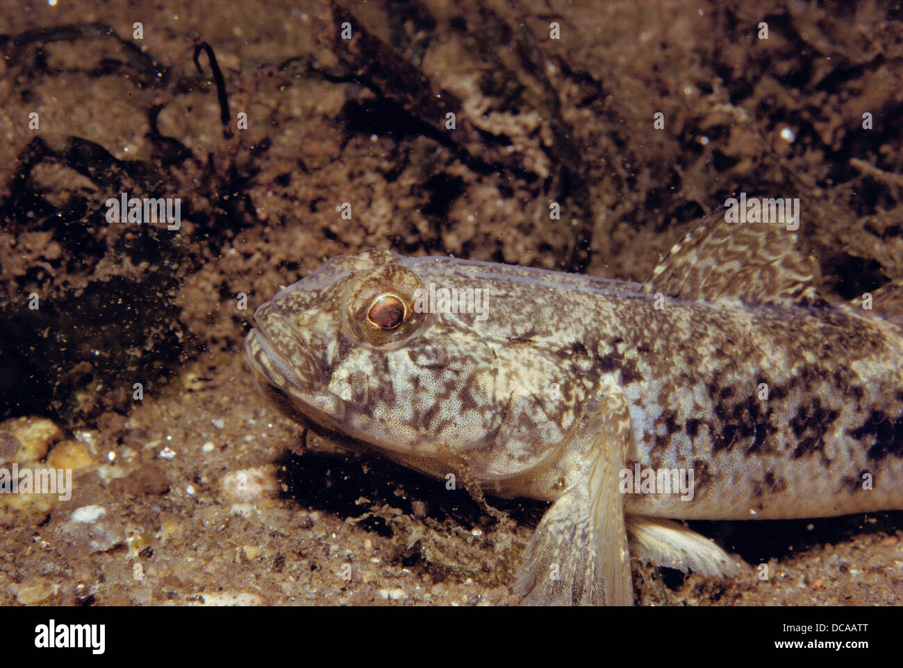 Black Goby Gobius Niger High Resolution Stock Photography and Images ...