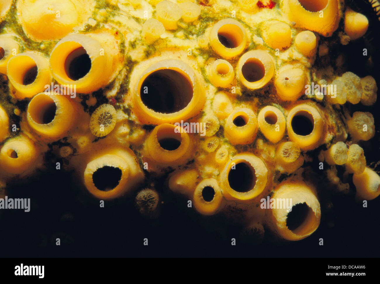 Boring sponge hi-res stock photography and images - Alamy