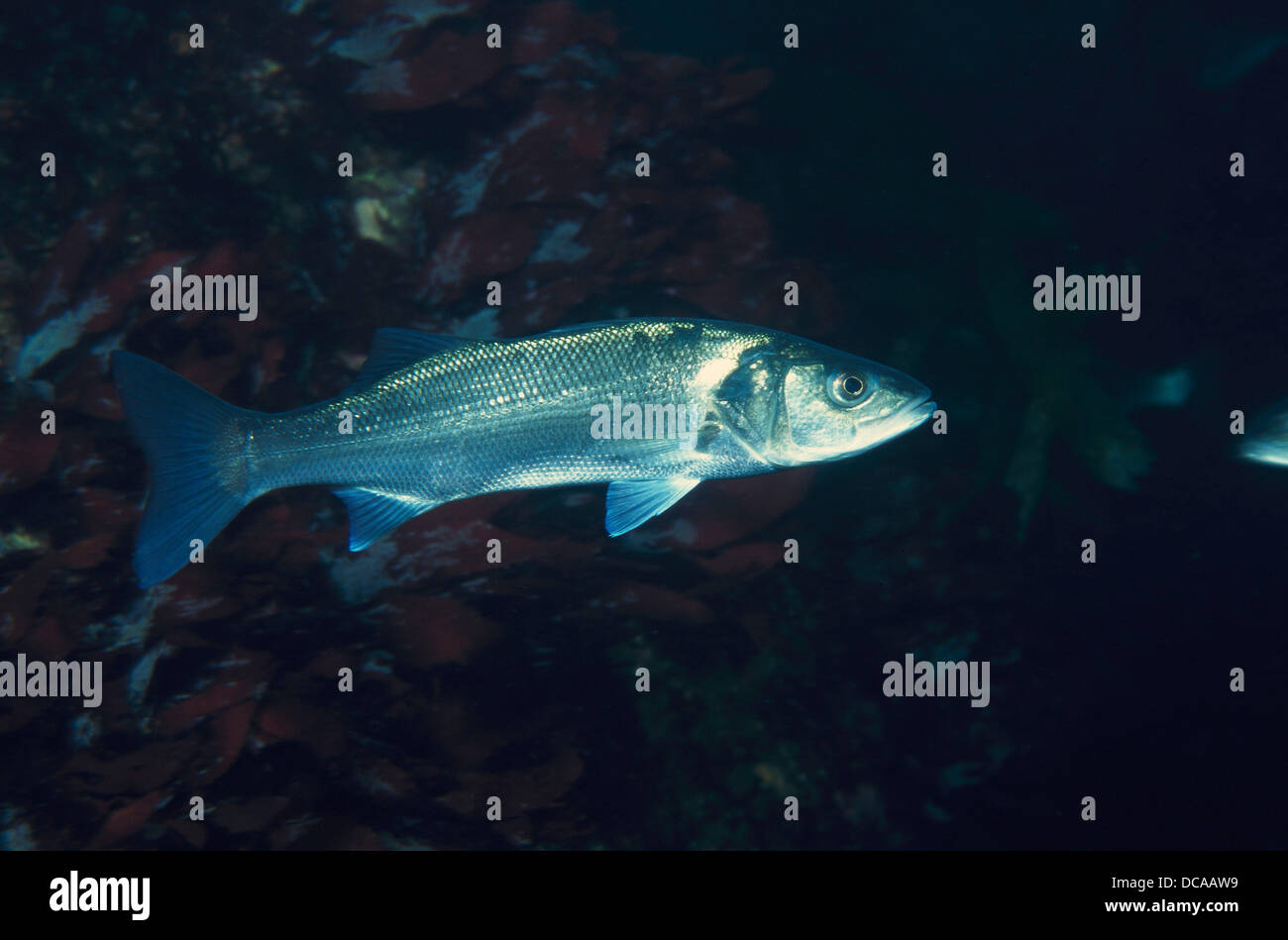 Dicentrarchus labrax hi-res stock photography and images - Alamy