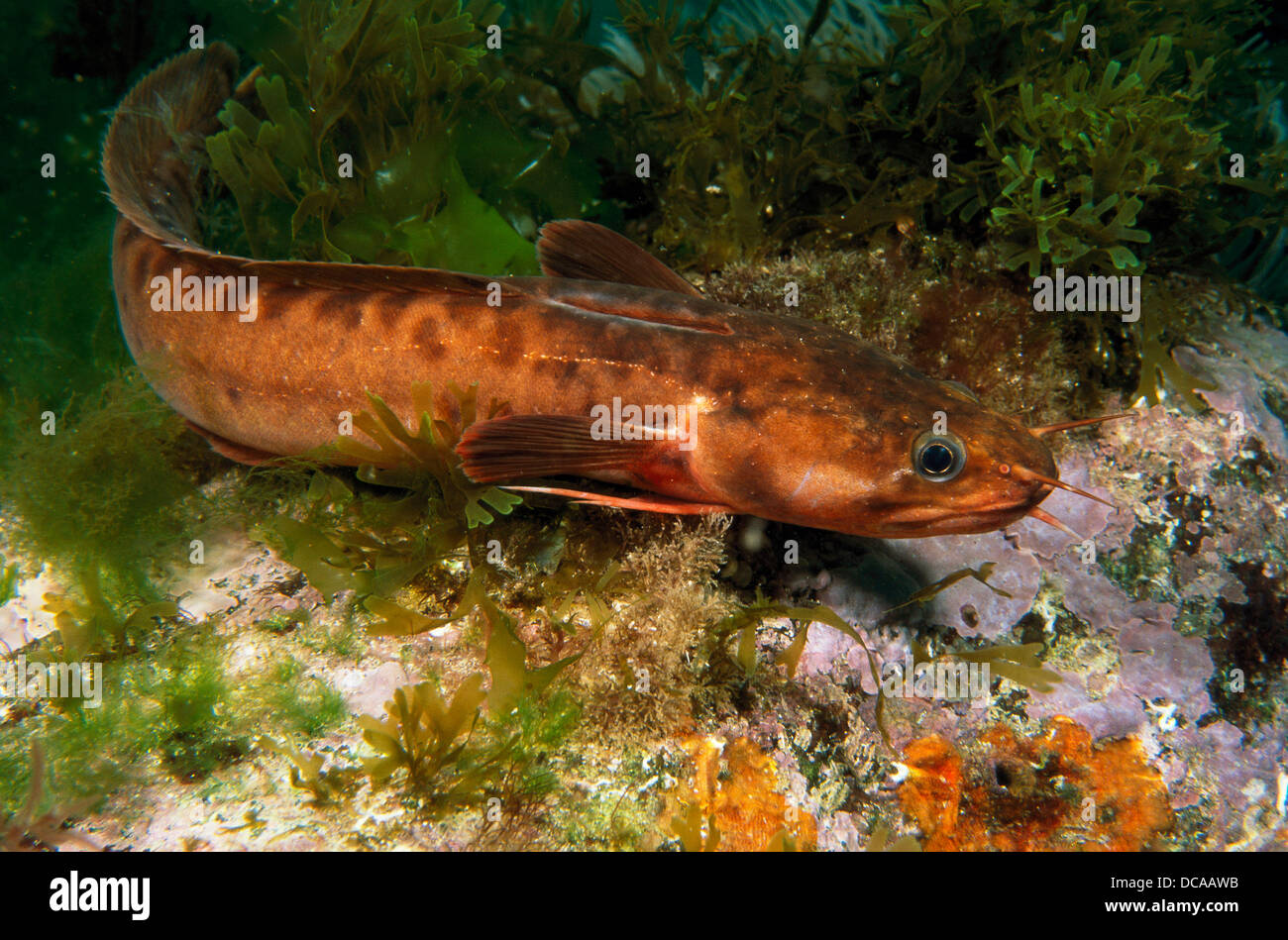 Rockling hi-res stock photography and images - Alamy