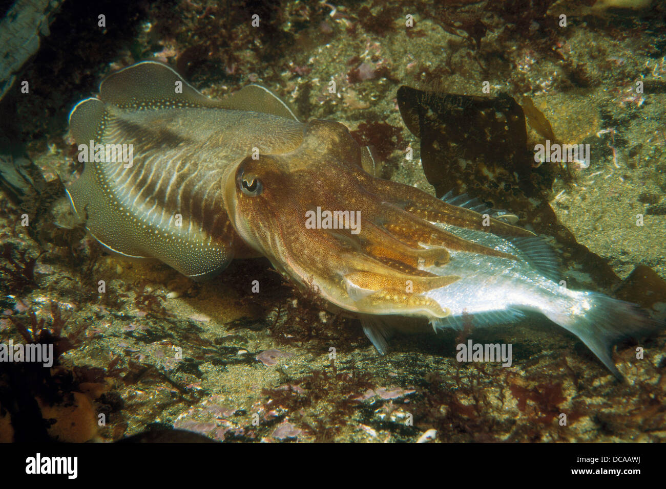 Cuttlefish Feeding