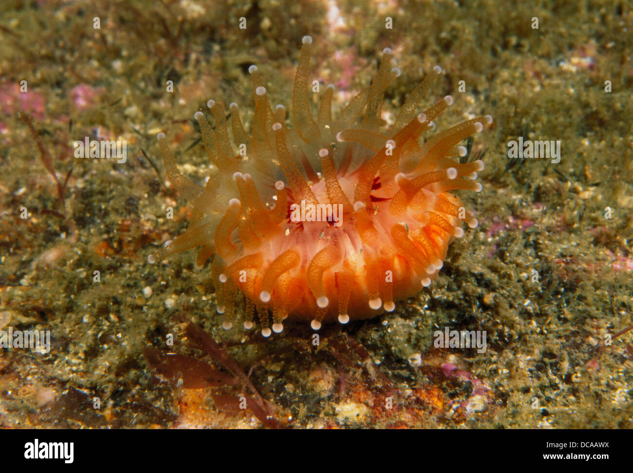 Caryophyllia Stock Photos & Caryophyllia Stock Images - Alamy