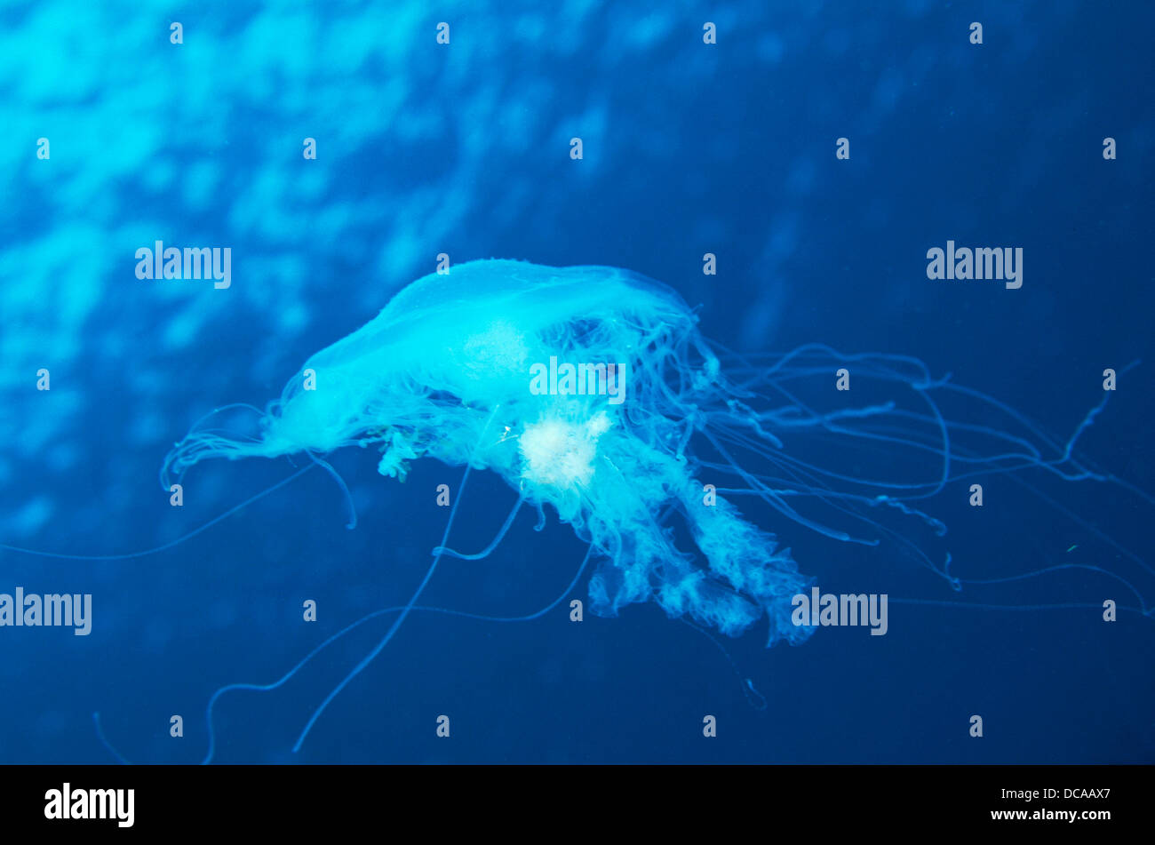 Phacellophora camtschatica hi-res stock photography and images - Alamy