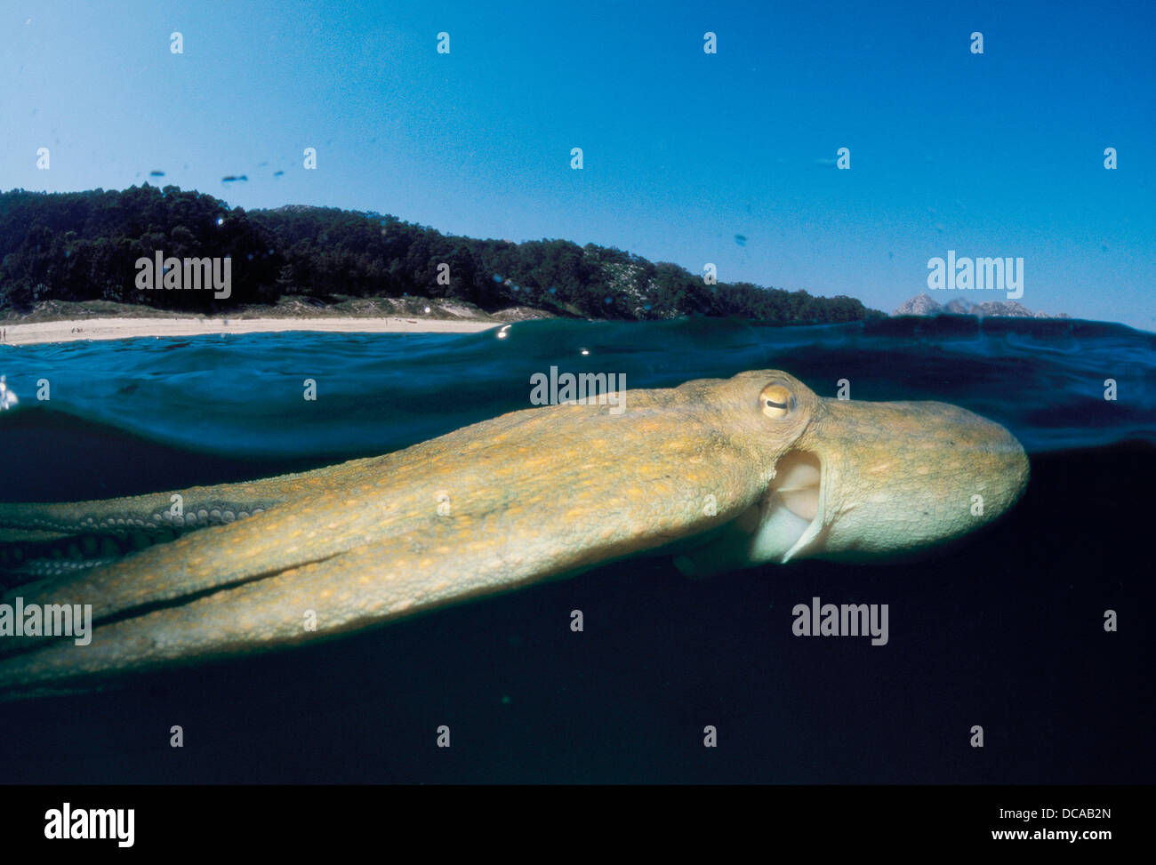 Octopus octopus vulgaris galicia hi-res stock photography and images ...