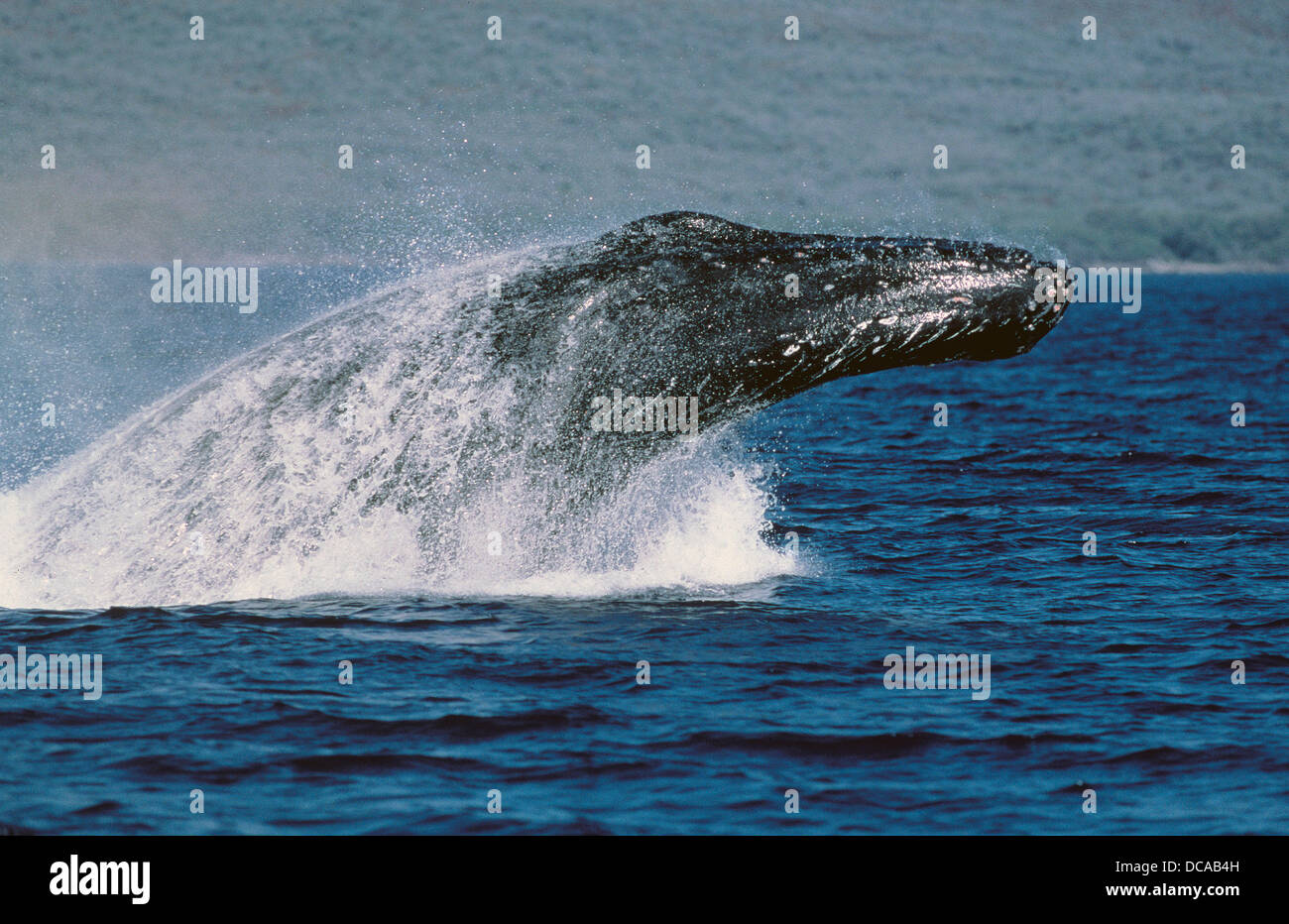 Humpback whale splash underwater hi-res stock photography and images ...