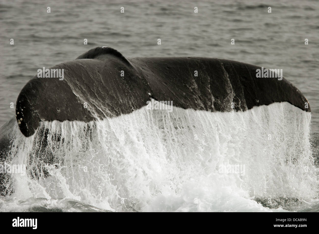 Adult Humpback Whale (Megaptera novaeangliae) fluke-up dive in ...